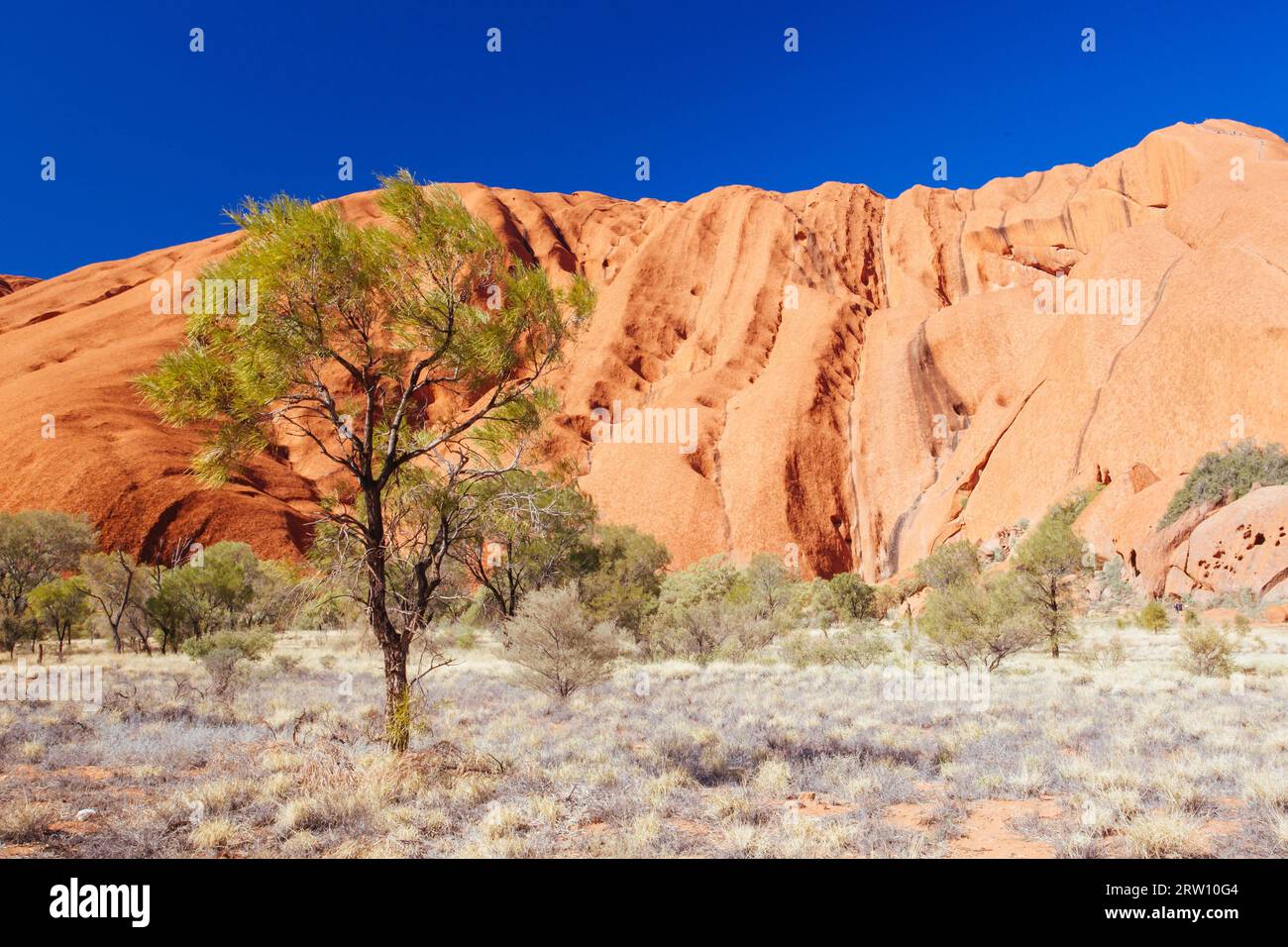 Uluru rock detail with surrounding vegetation on a clear winter's ...