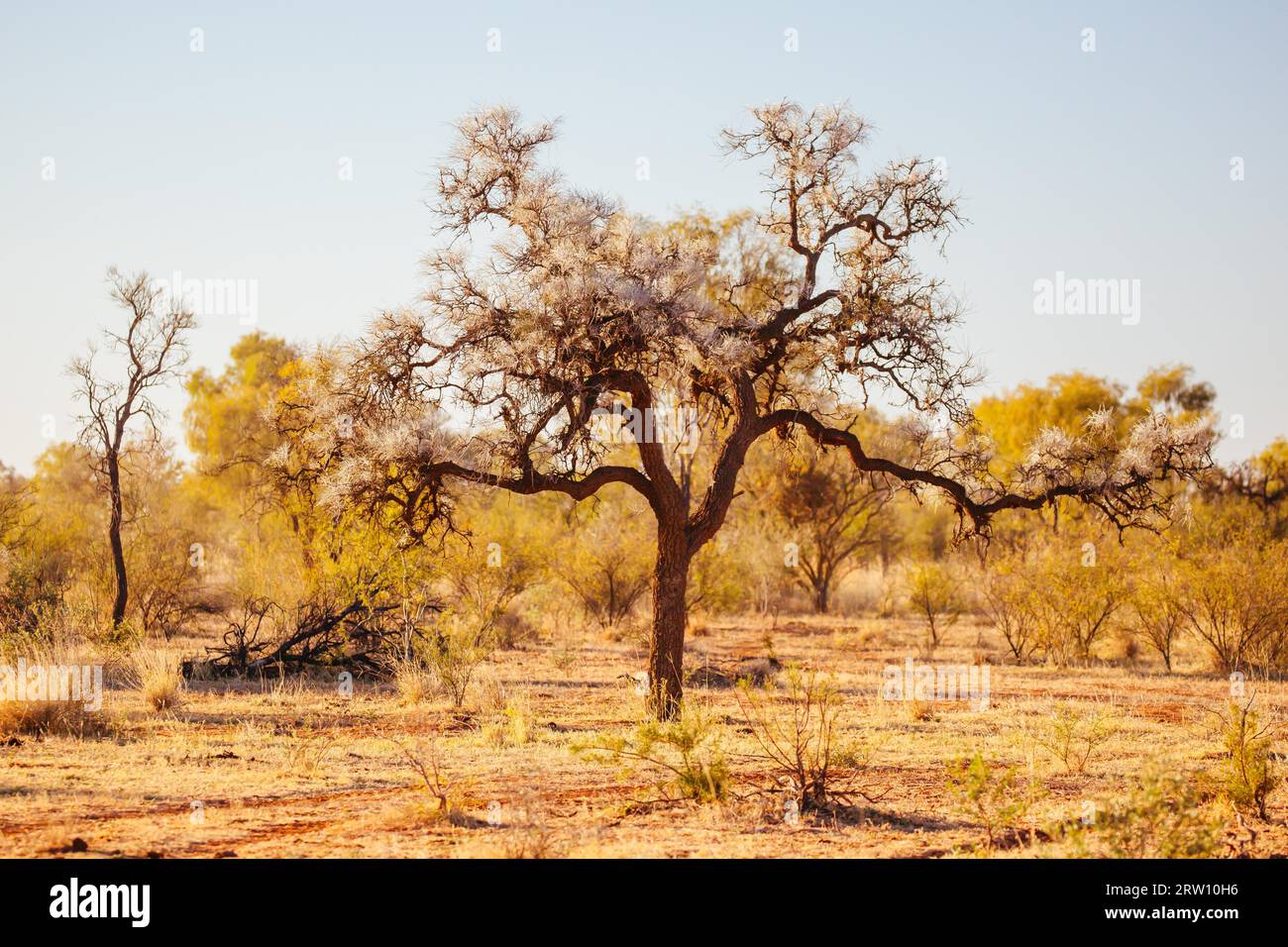 Outback landscape and beautiful ancient tree in the Northern Territory ...