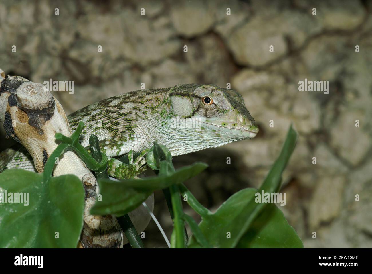 Polychrus hi-res stock photography and images - Alamy