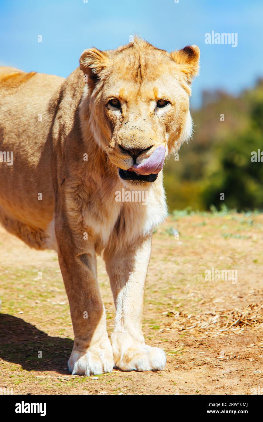 African lion safari australia hi-res stock photography and images - Alamy