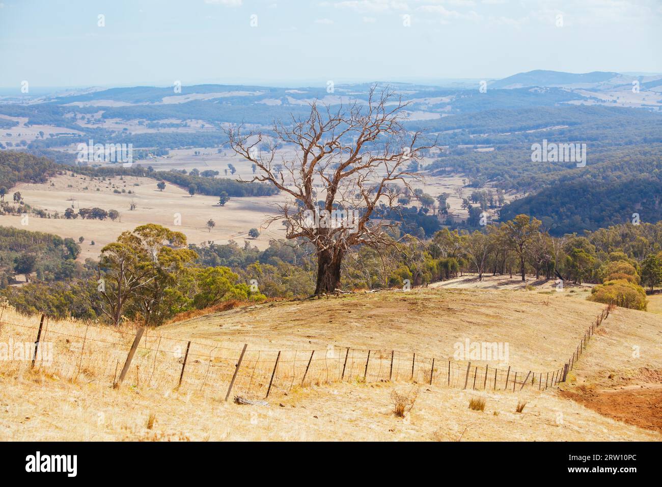 King Valley landscape in the late afternoon in Myrrhee in the King ...