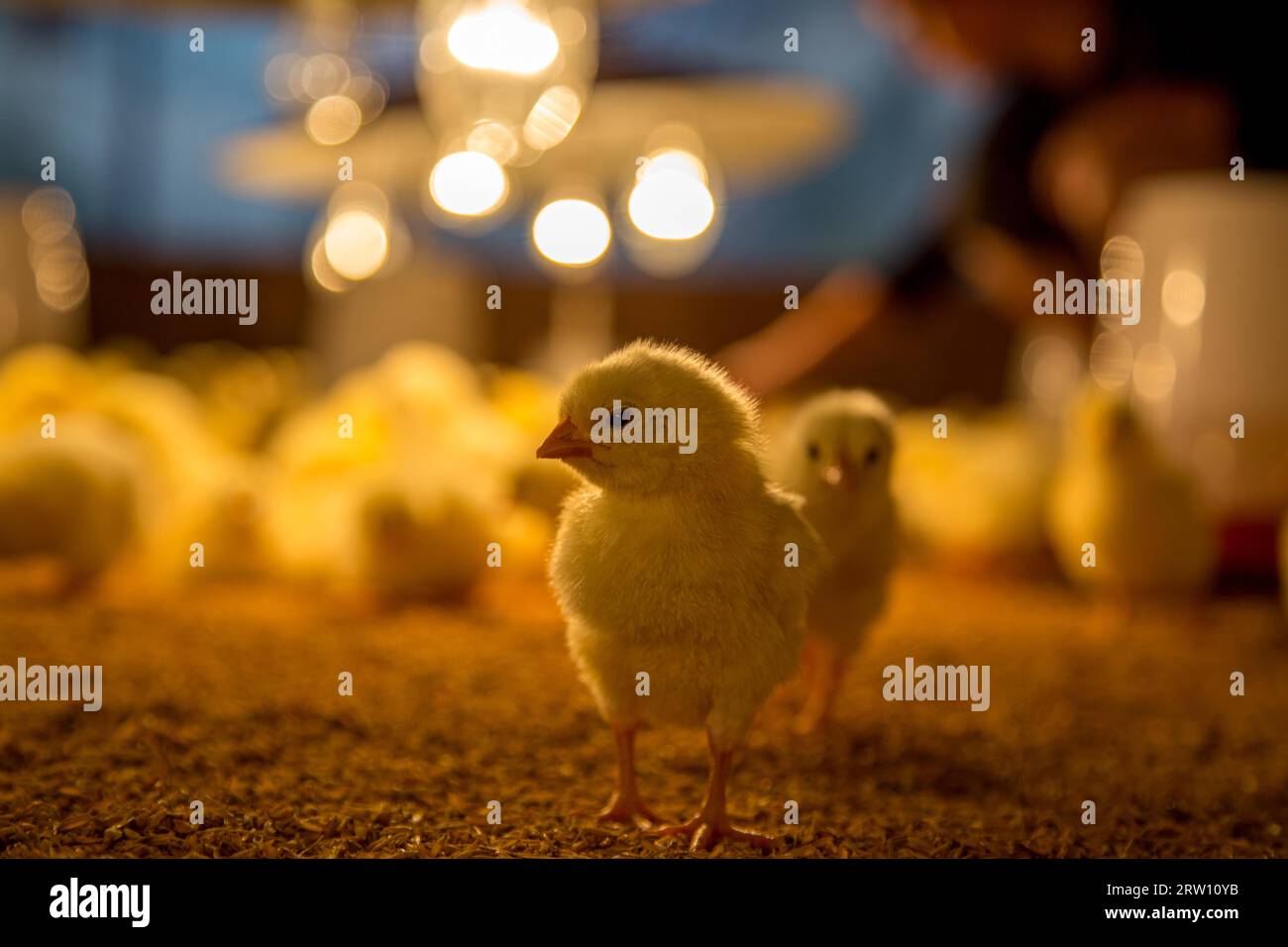 A group of one day old chicken on a small farm in Pokhara, Nepal Stock ...