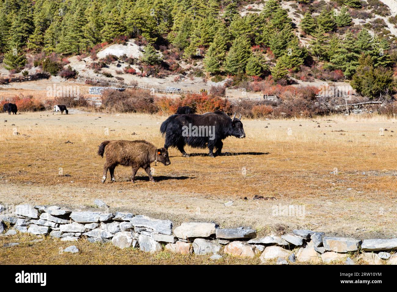 Manang, Nepal, October 28, 2014: Group of yaks in the Annapurna ...