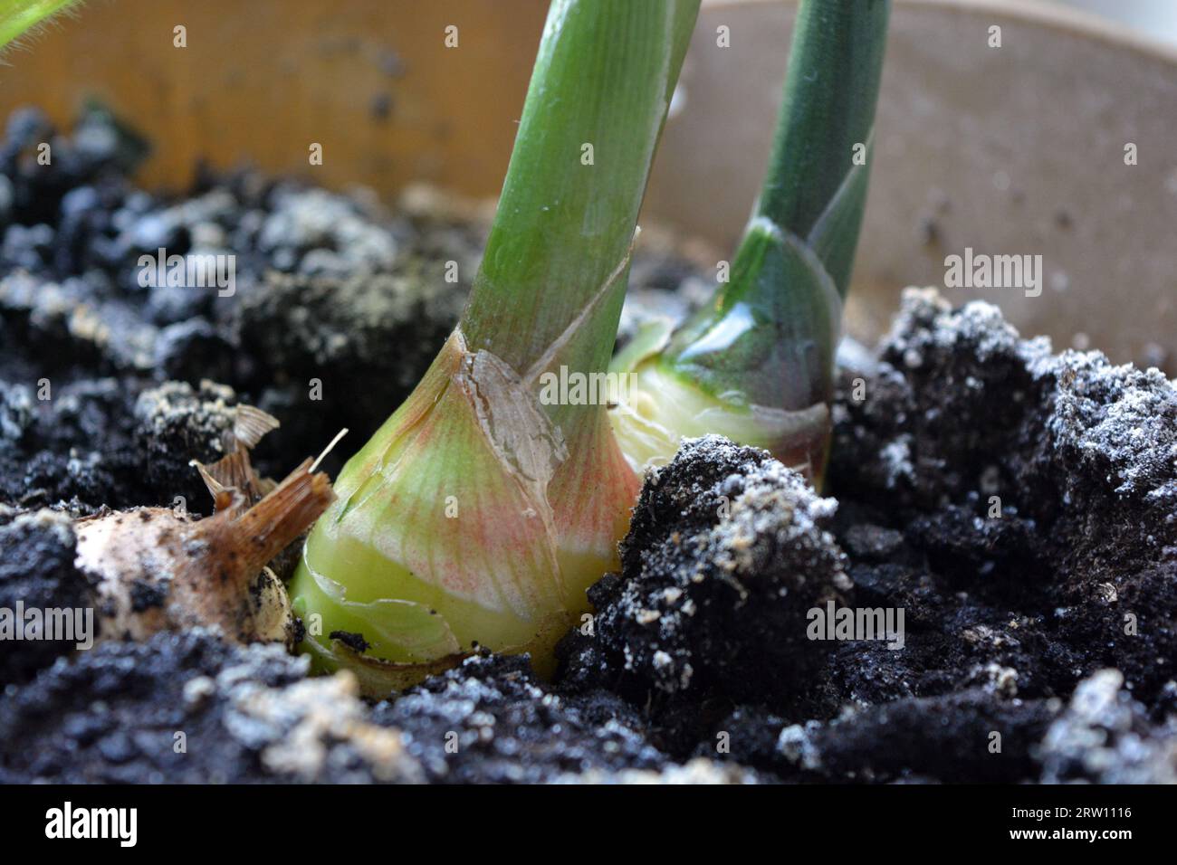 A beautiful and bright root of real live ginger growing at home and in ...