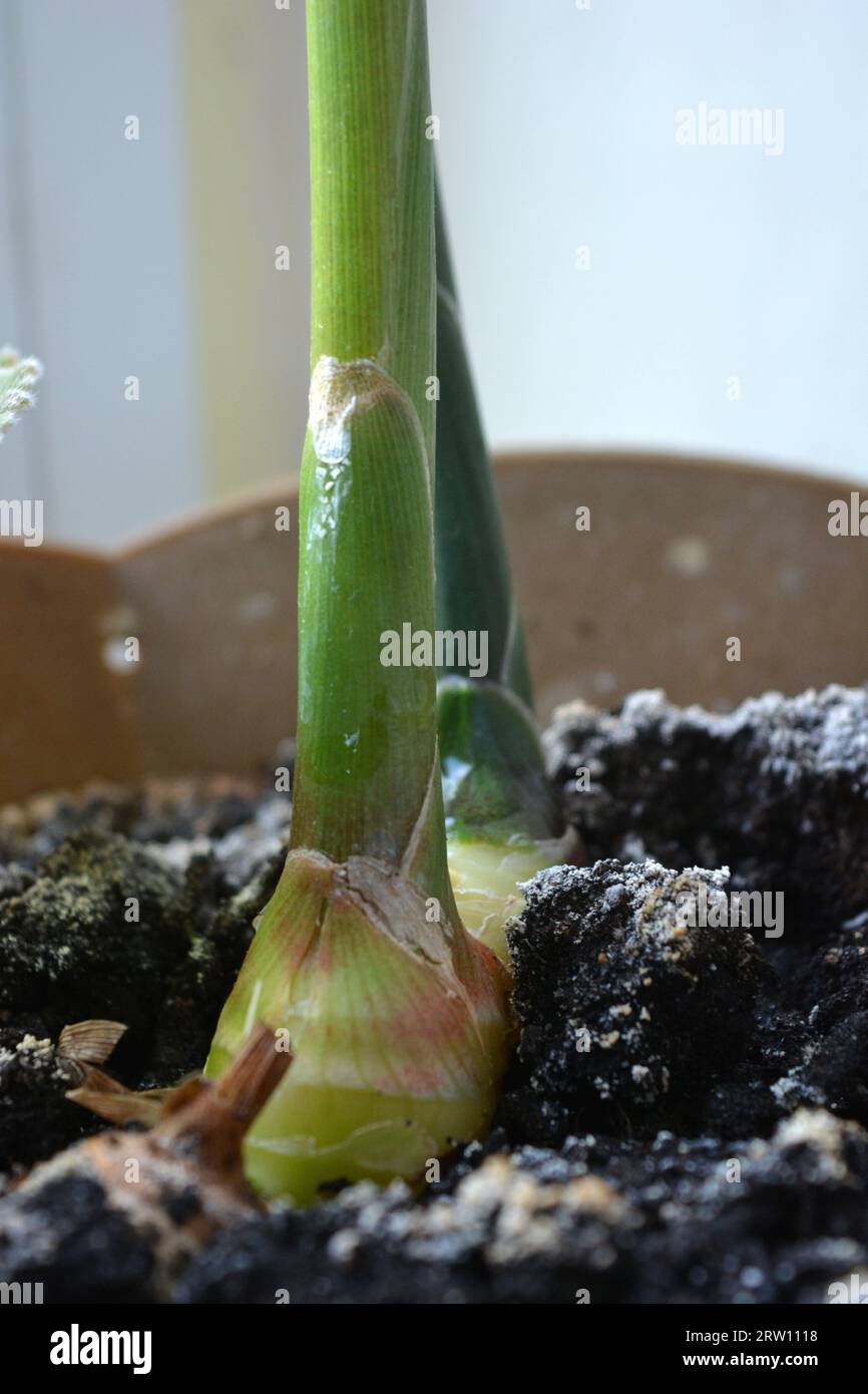 A beautiful and bright root of real live ginger growing at home and in ...