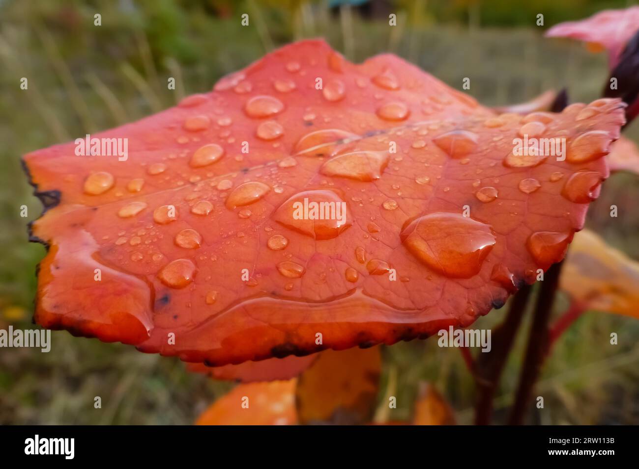 Colored leaf with waterdrops, Alaska Stock Photo - Alamy