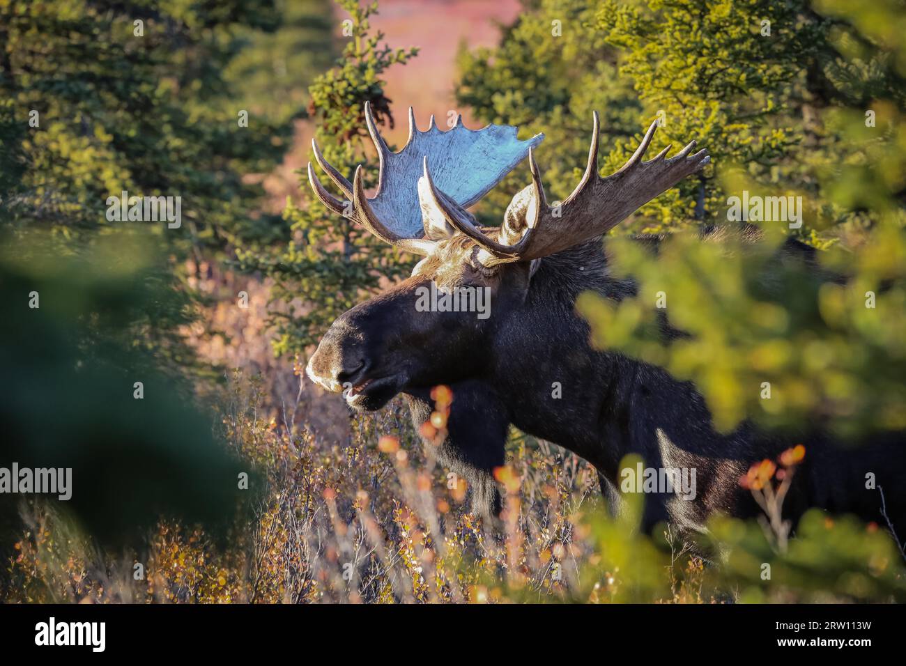 Profile of an impressive male Moose in the late afternoon light, Denali ...