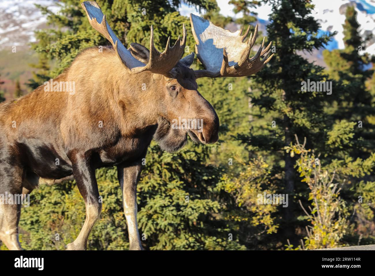 Close up of a male Moose in the late afternoon light with huge antlers in Denali National Park ...