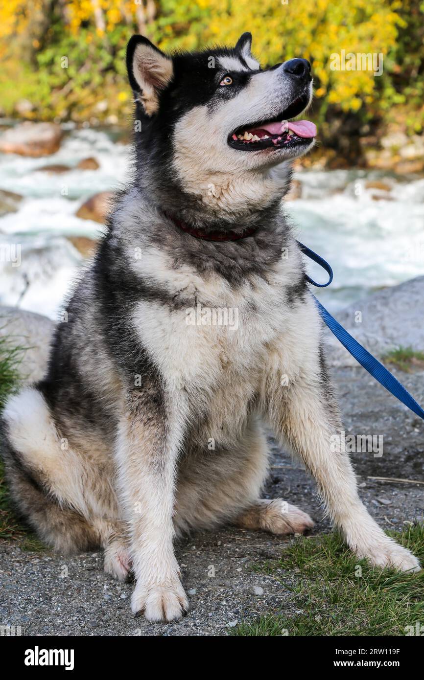 Impressive Husky dog sitting, Hatcher Pass scenic road, Alaska Stock ...