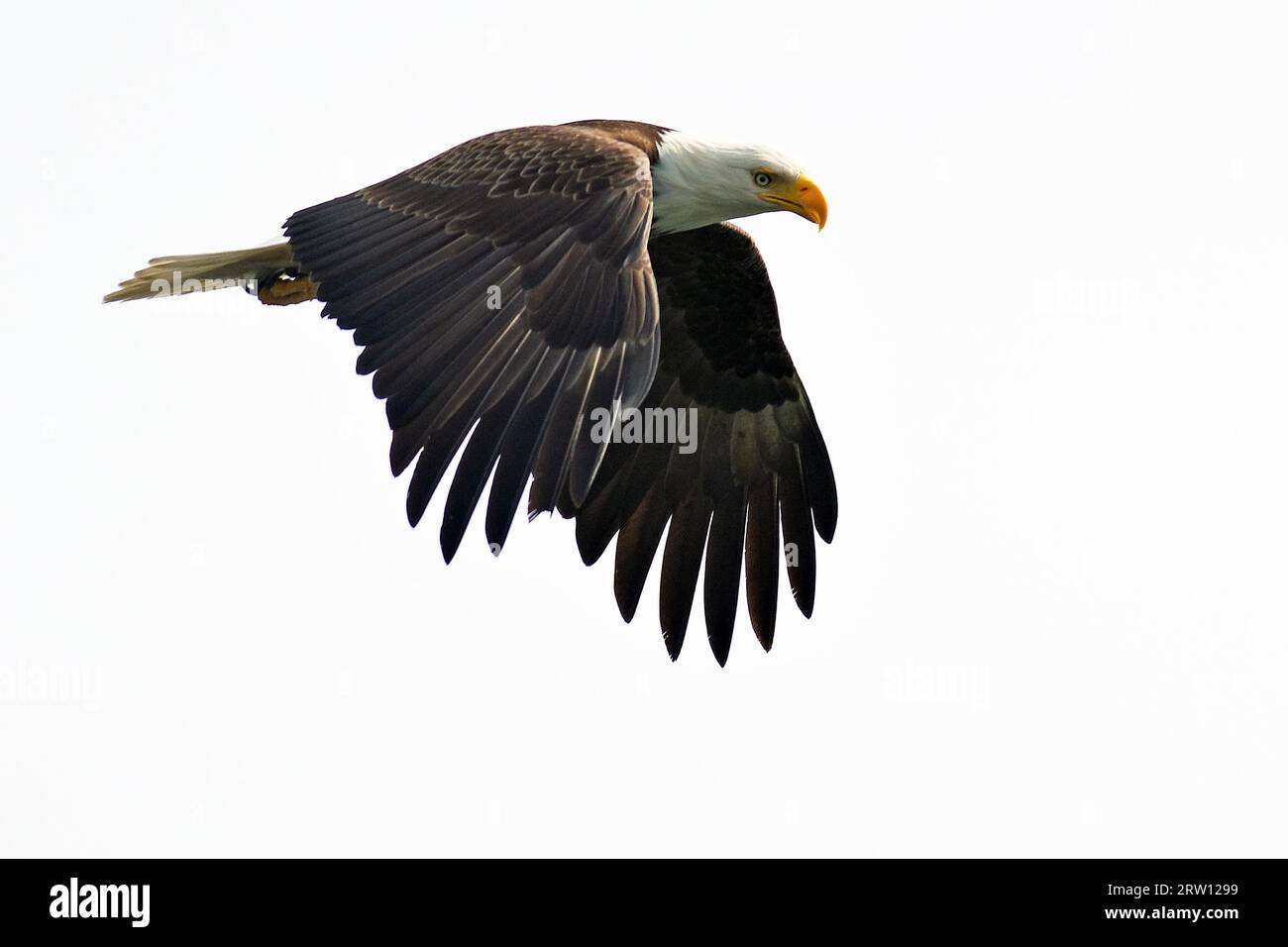 British bird photography Cut Out Stock Images & Pictures - Alamy