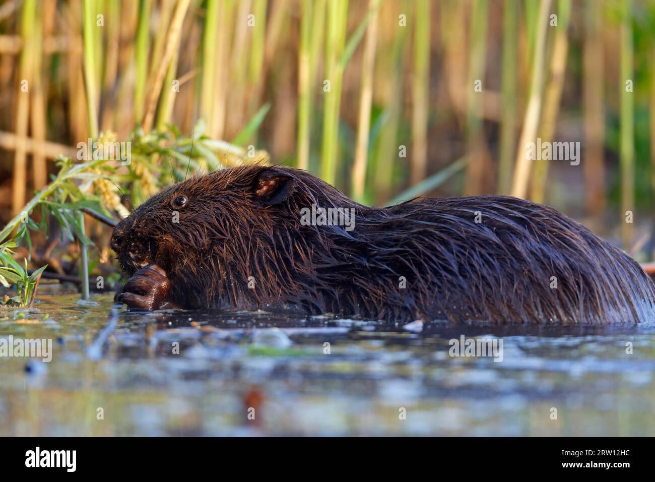 Beaver (Castor fiber), animal in the water feeding, Peene Valley River ...