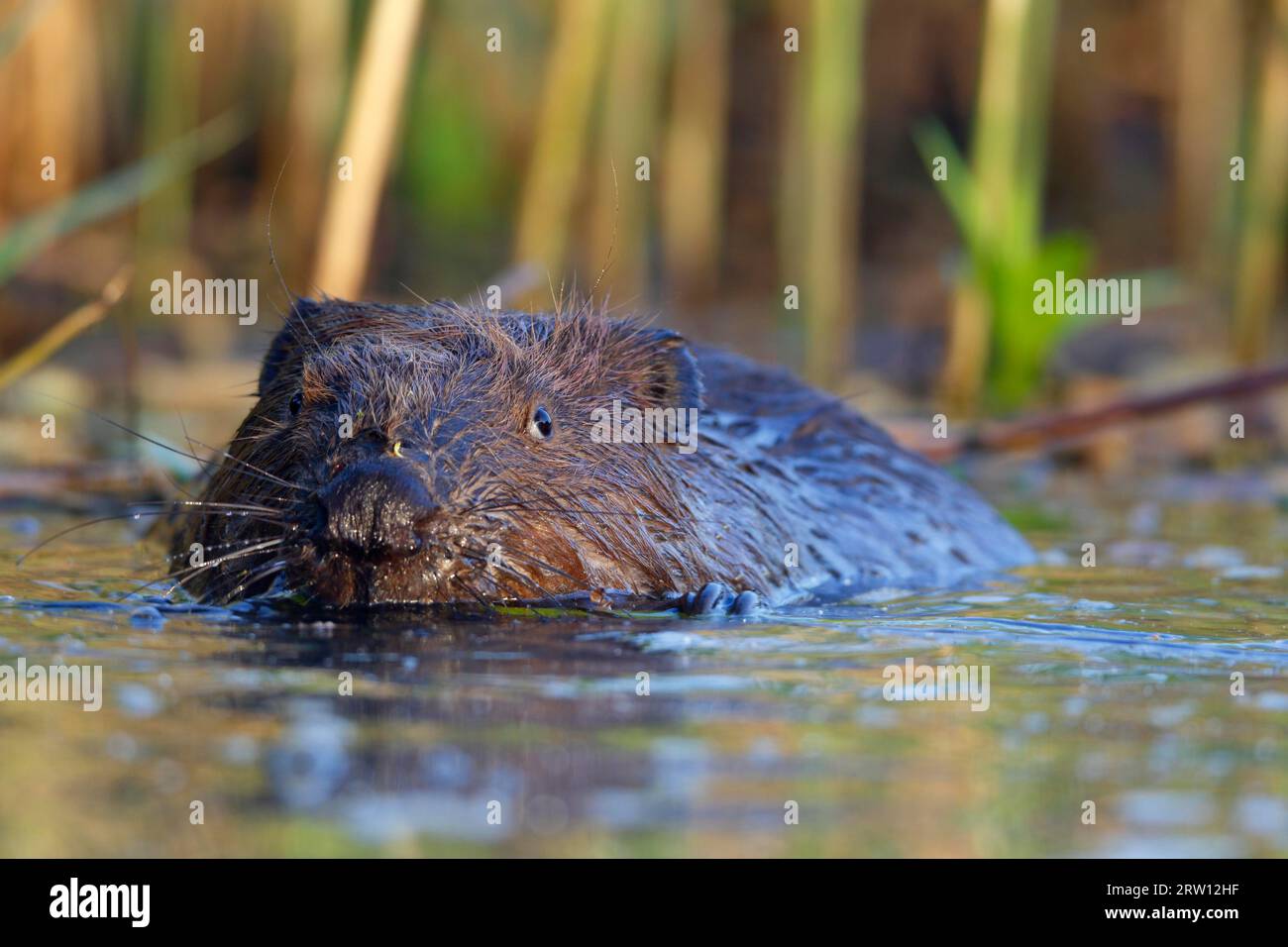 Beaver (Castor fiber), animal in the water feeding, Peene Valley River ...