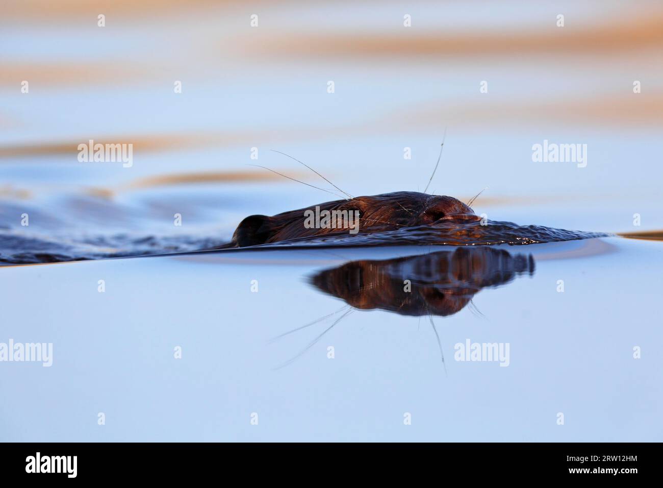 Beaver (Castor fiber), portrait of a swimming animal, Peene Valley ...