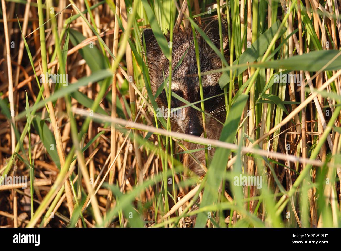 Raccoon (Procyon lotor), animal in the reeds foraging, Peene Valley ...