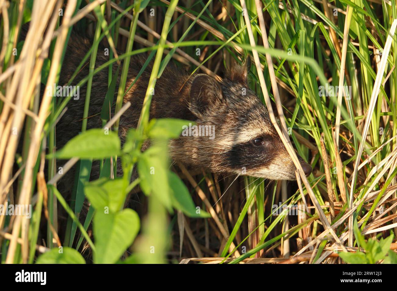 Raccoon (Procyon lotor), animal in the reeds foraging, Peene Valley ...