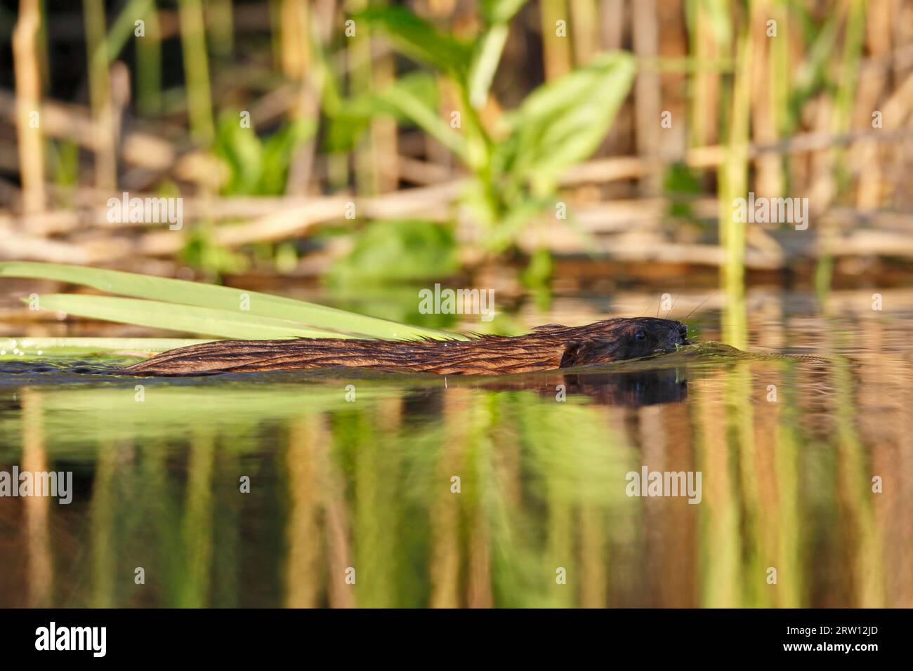 Muskrat (Ondatra zibethicus), carrying in food, swimming animal ...