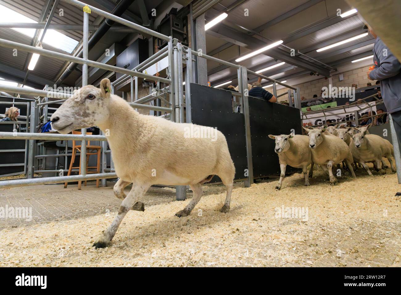 Melton Mowbray, Leicestershire, UK. 15th September 2023. UK Breeding ...