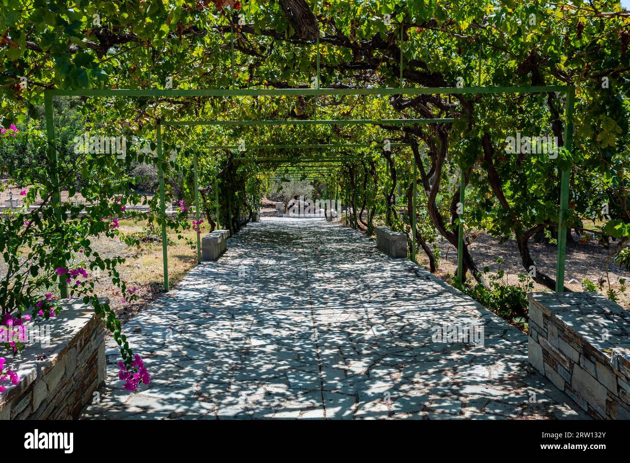 Walkway, overgrown with old vines, . Moni Thari Monastery near Laerma ...
