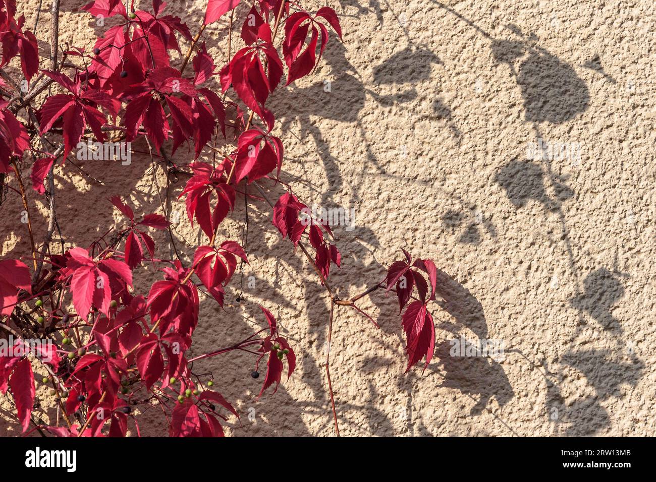 Vine leaves, shadow play Stock Photo - Alamy