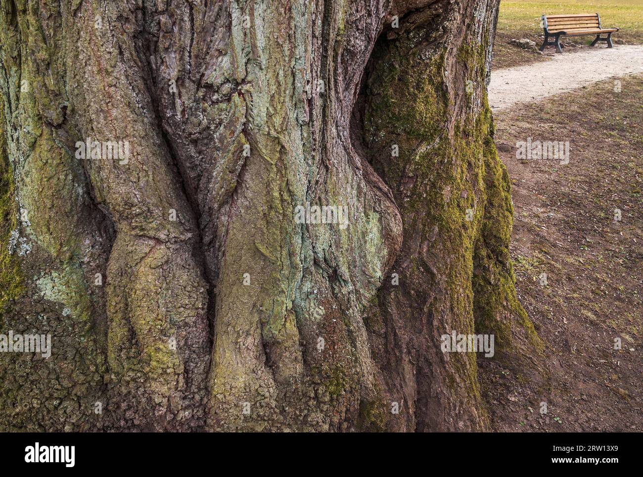 The bench by the tree Stock Photo - Alamy