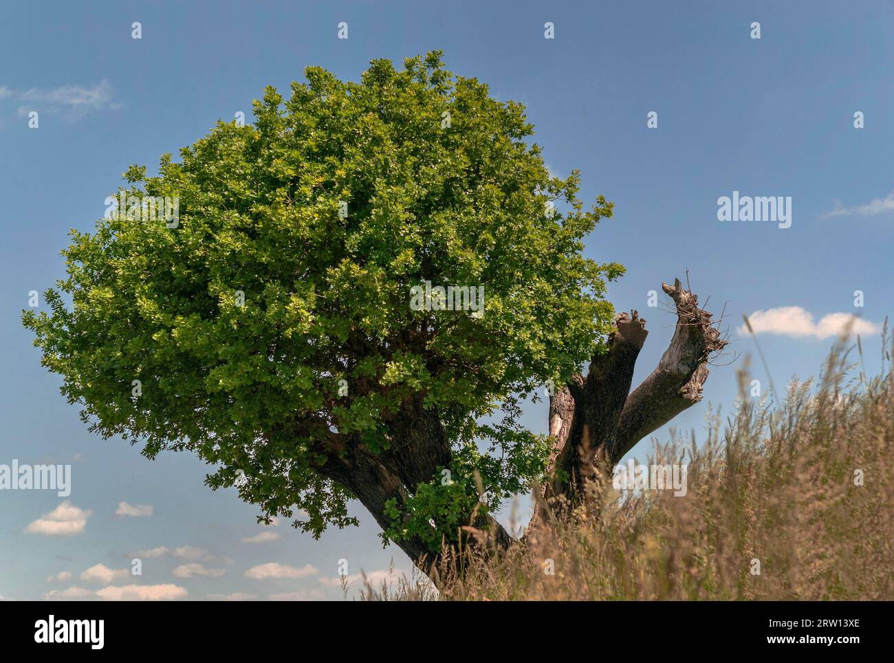 Study tree trunk hi-res stock photography and images - Alamy
