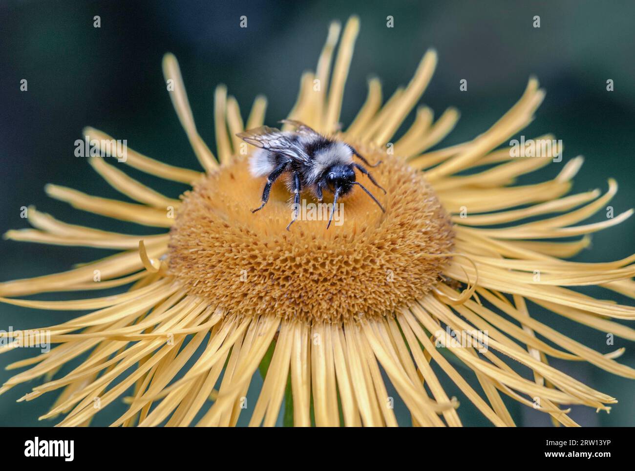 Bumblebee and Blue Stock Photo - Alamy