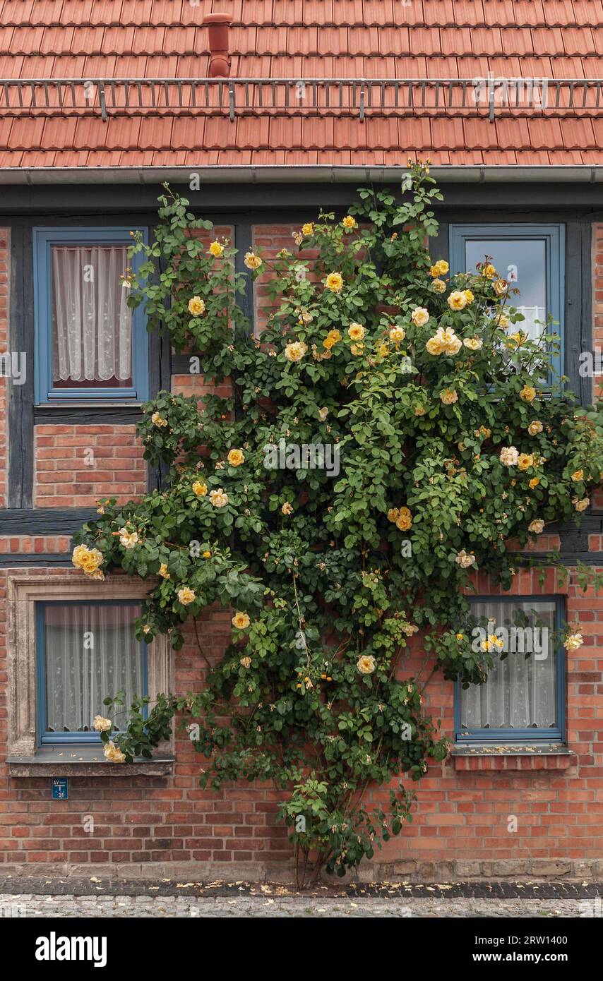 Bad Berka is a small town in the south of the Weimarer Land district in ...