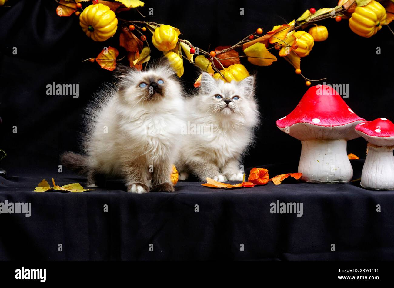 Blue burmese domestic cat hi-res stock photography and images - Alamy