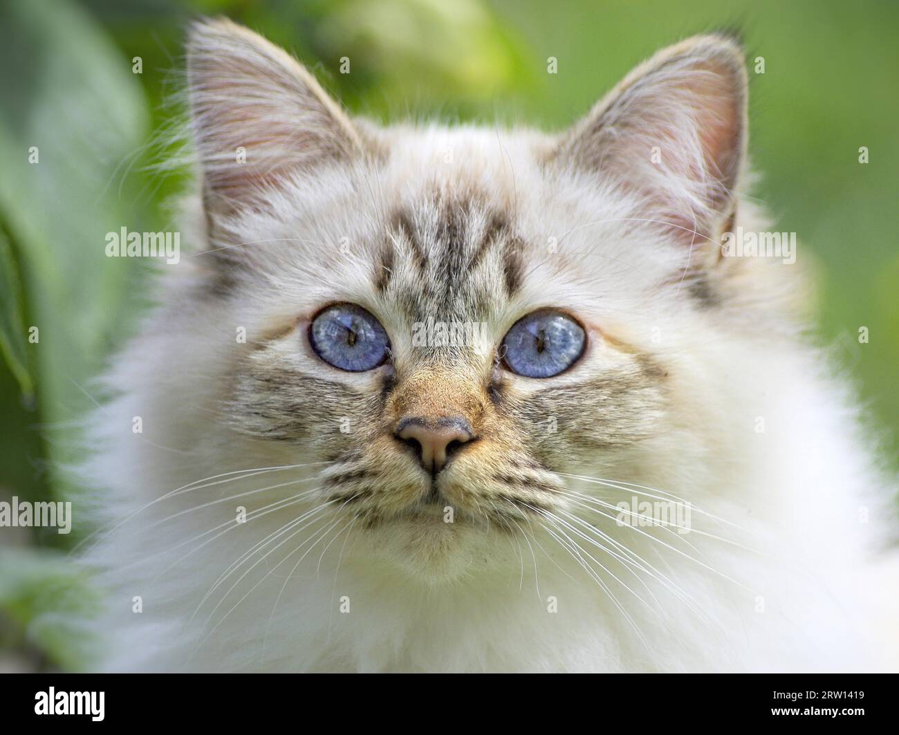 Blue burma cat hi-res stock photography and images - Alamy