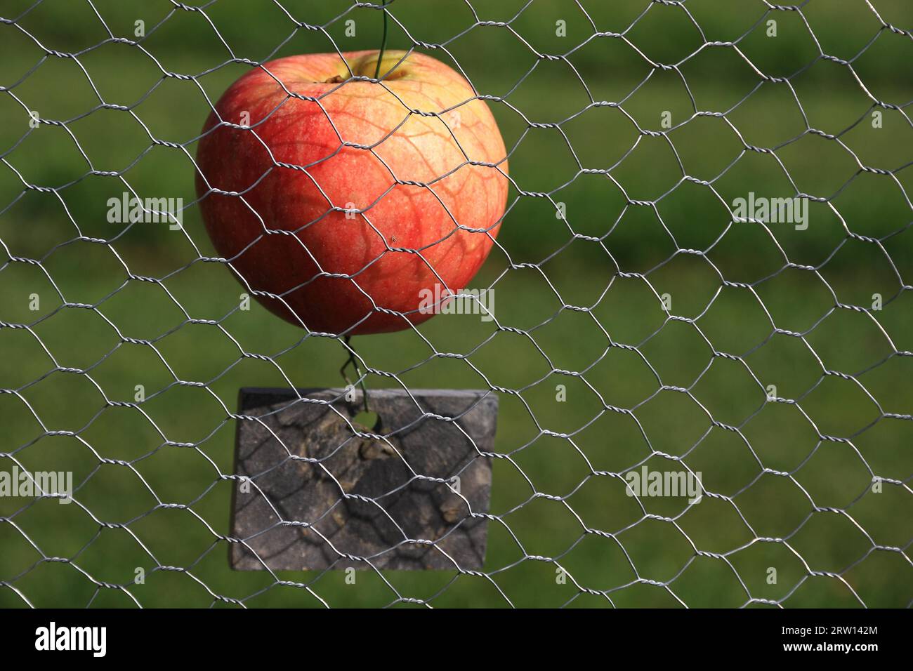 Apple with small dove behind lattice, background, green meadow Stock ...