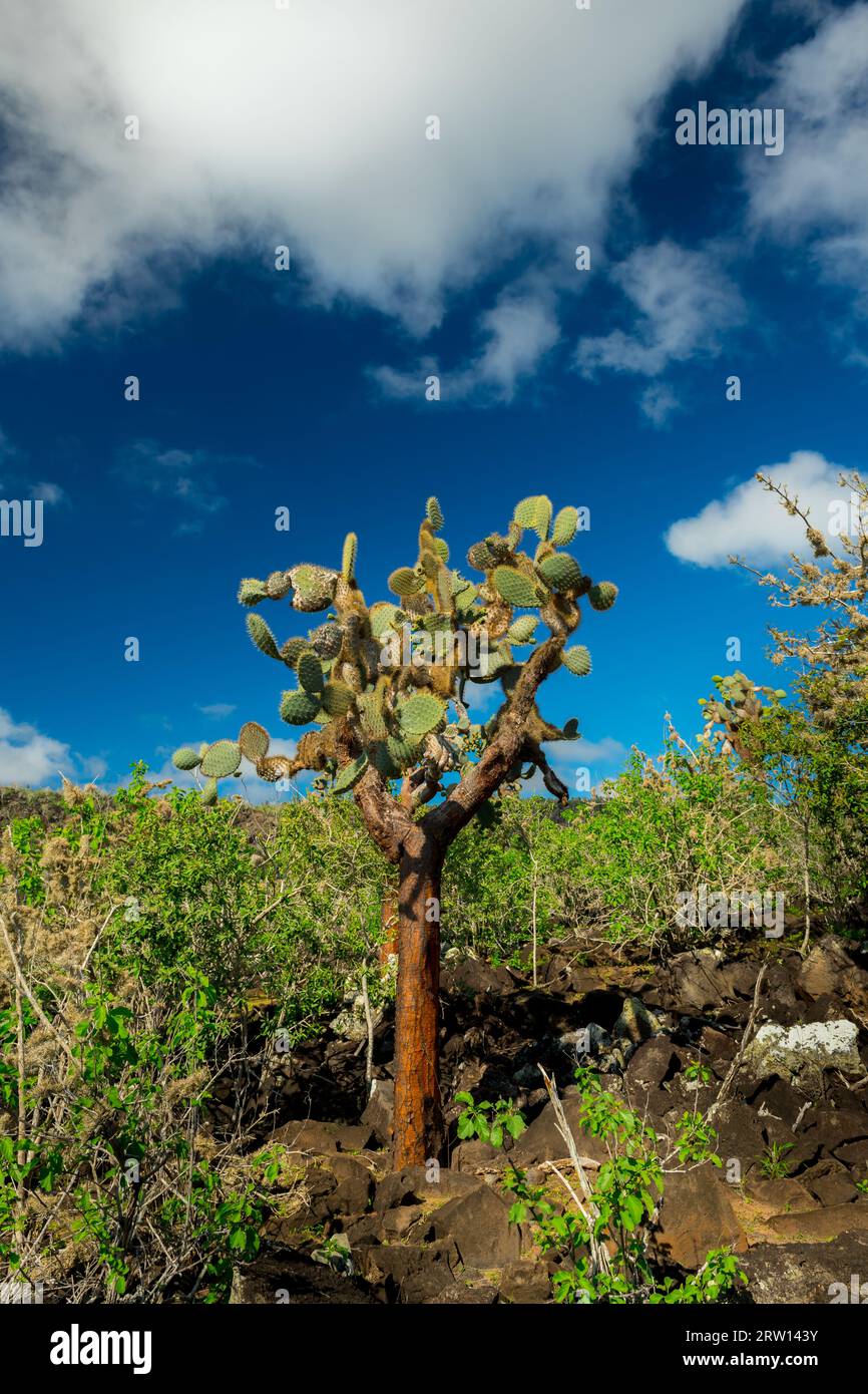 Galapagos prickly pear (Opuntia echios), Santa Fe island, Galapagos ...