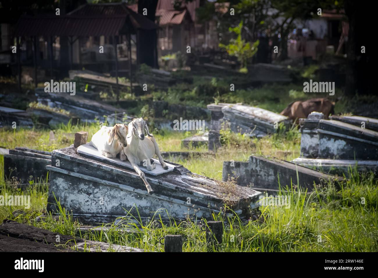 Photo of traditional cemetery with typical gravestones and two white ...