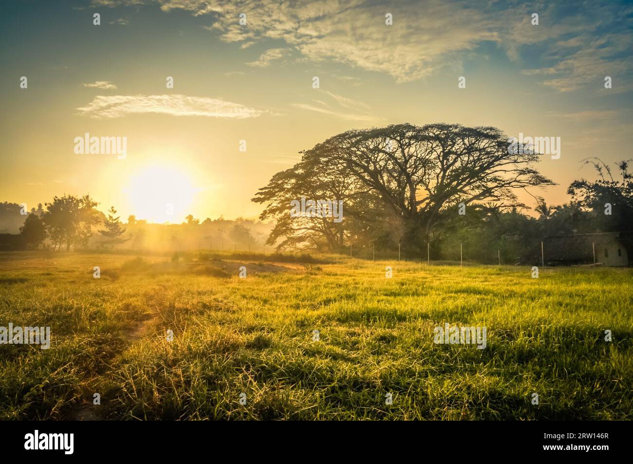 Photo of morning mist and greenery at sunrise in Maprik in Papua New ...