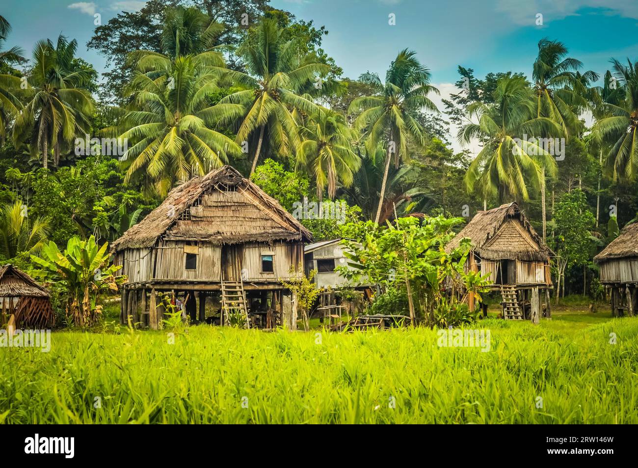 Simple houses made of straw, wood and bamboo surrounded by greenery in ...