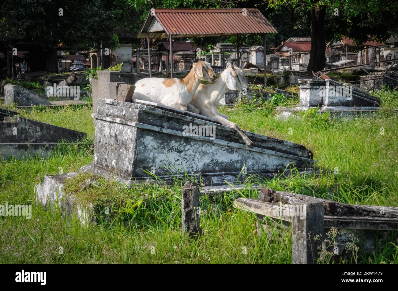 Photo of two white goats sitting on gravestone in cemetery in Surabaya ...