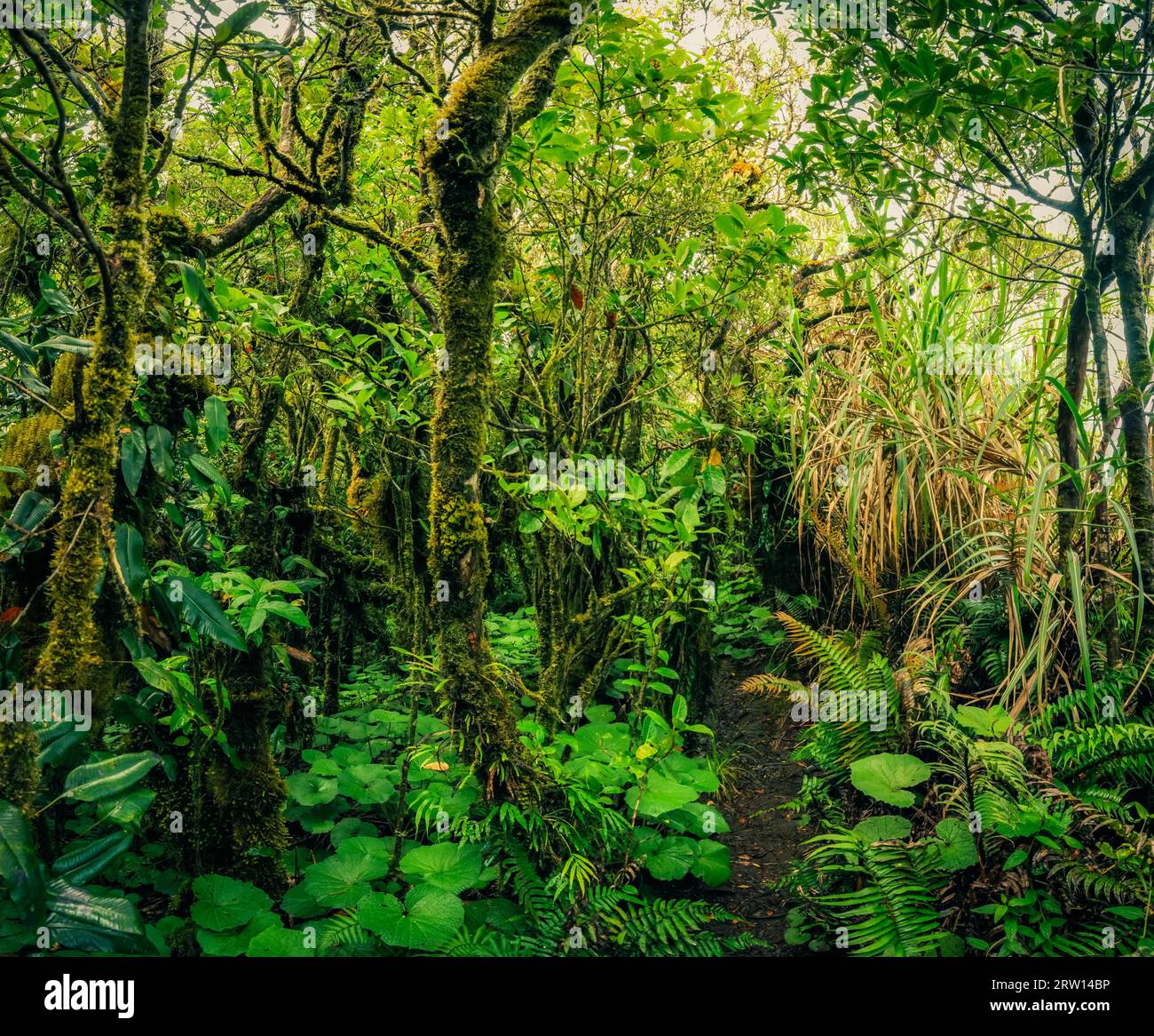 Photo of greenery and wilderness of jungle in Gunung Klabat in North ...