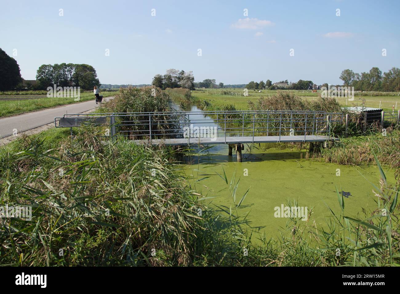 Pasturelandscape, North Holland near the village of Bergen. Road with ...