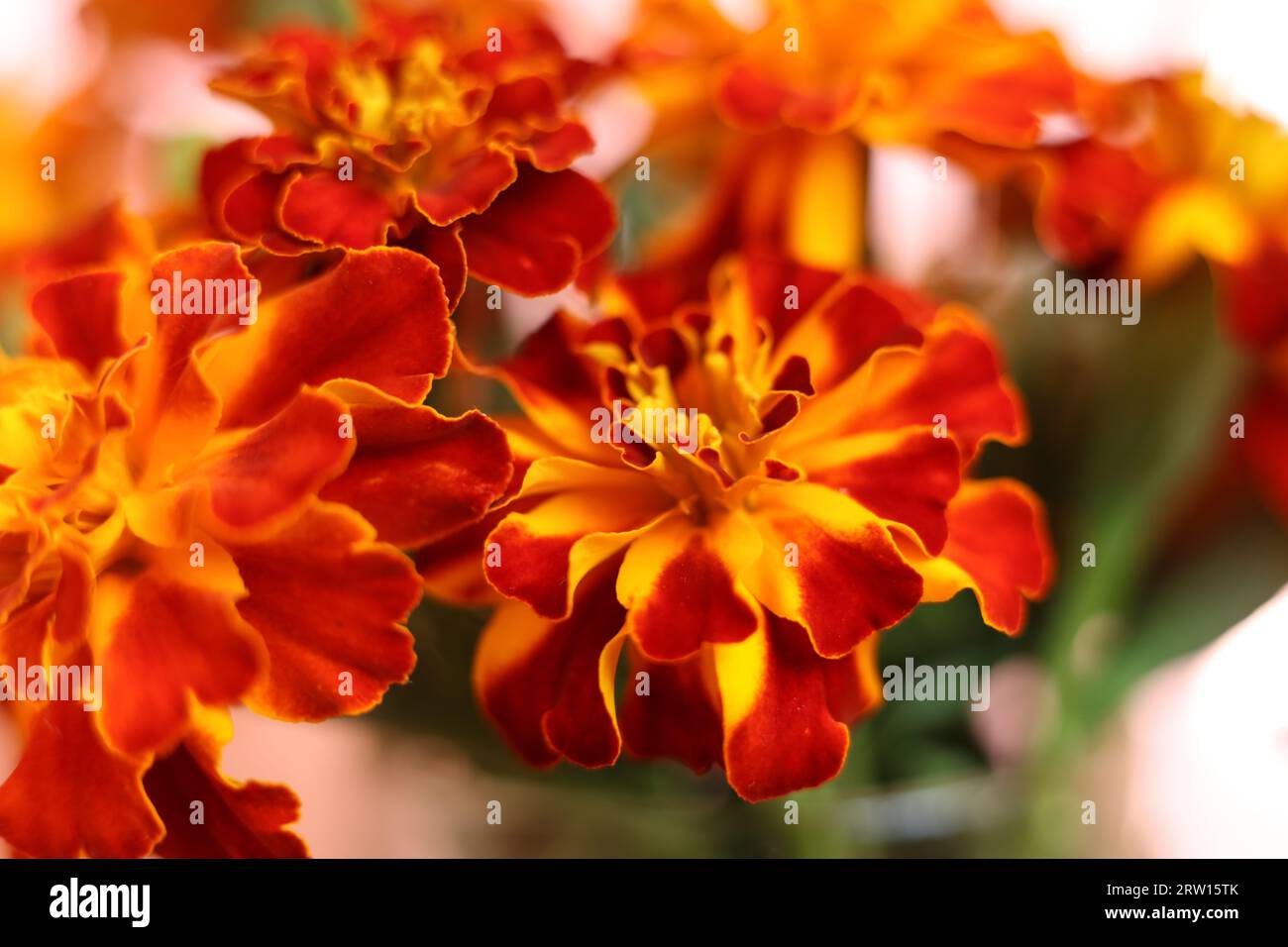 Red yellow french marigold flowers hi-res stock photography and images ...