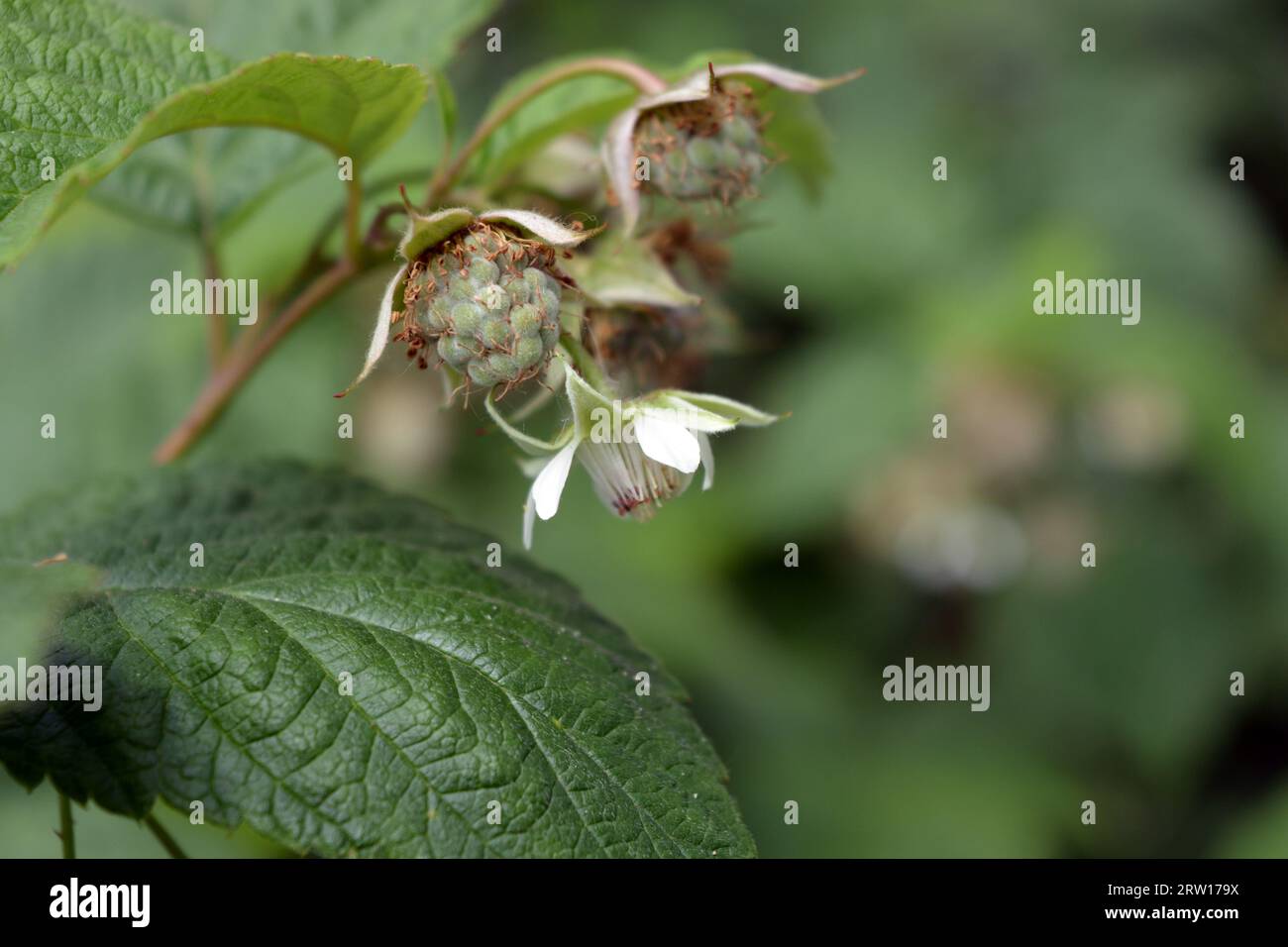 Beautiful and bright pleasant raspberry blooms, raspberry buds in ...