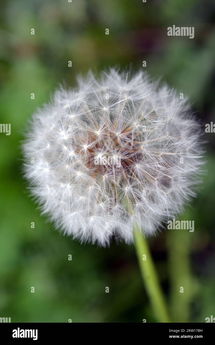 Nice and cute flowers, fluffy gray dandelions Stock Photo - Alamy