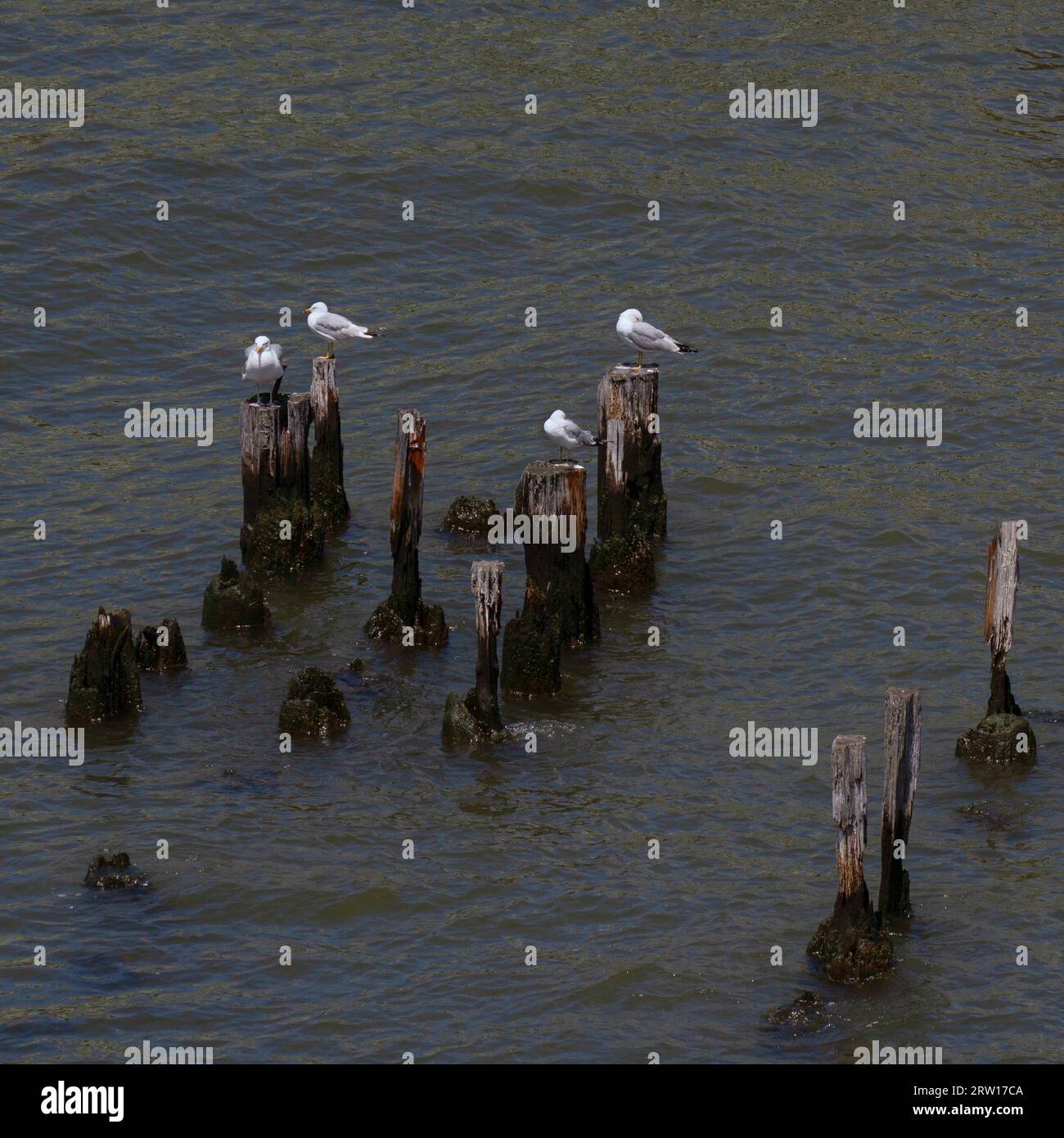 Decaying posts hi-res stock photography and images - Alamy