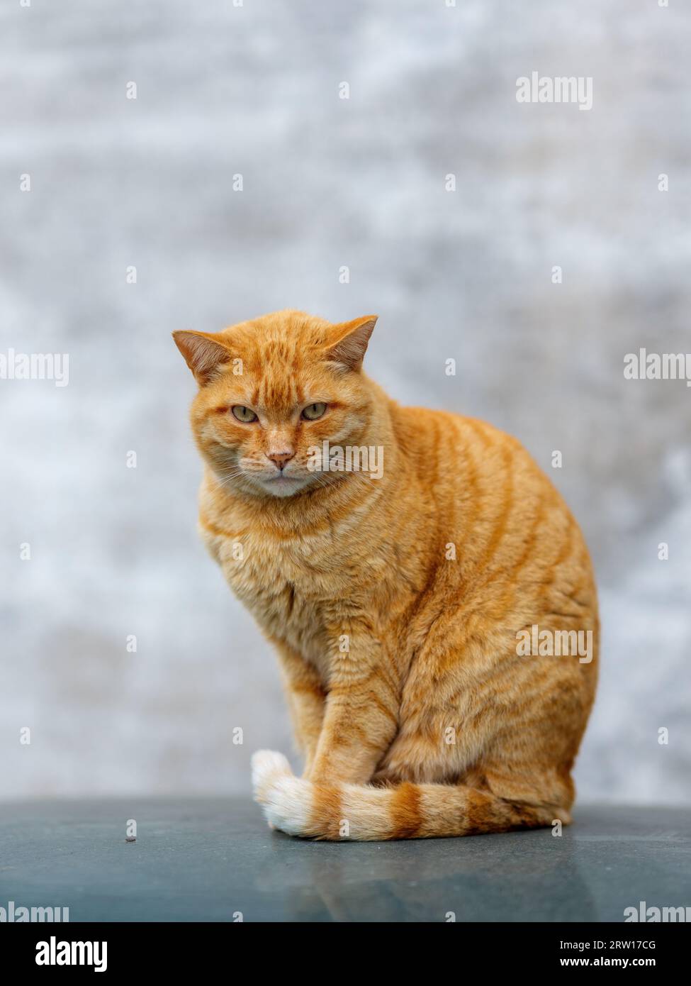 A curious orange tabby cat perched atop a car Stock Photo - Alamy