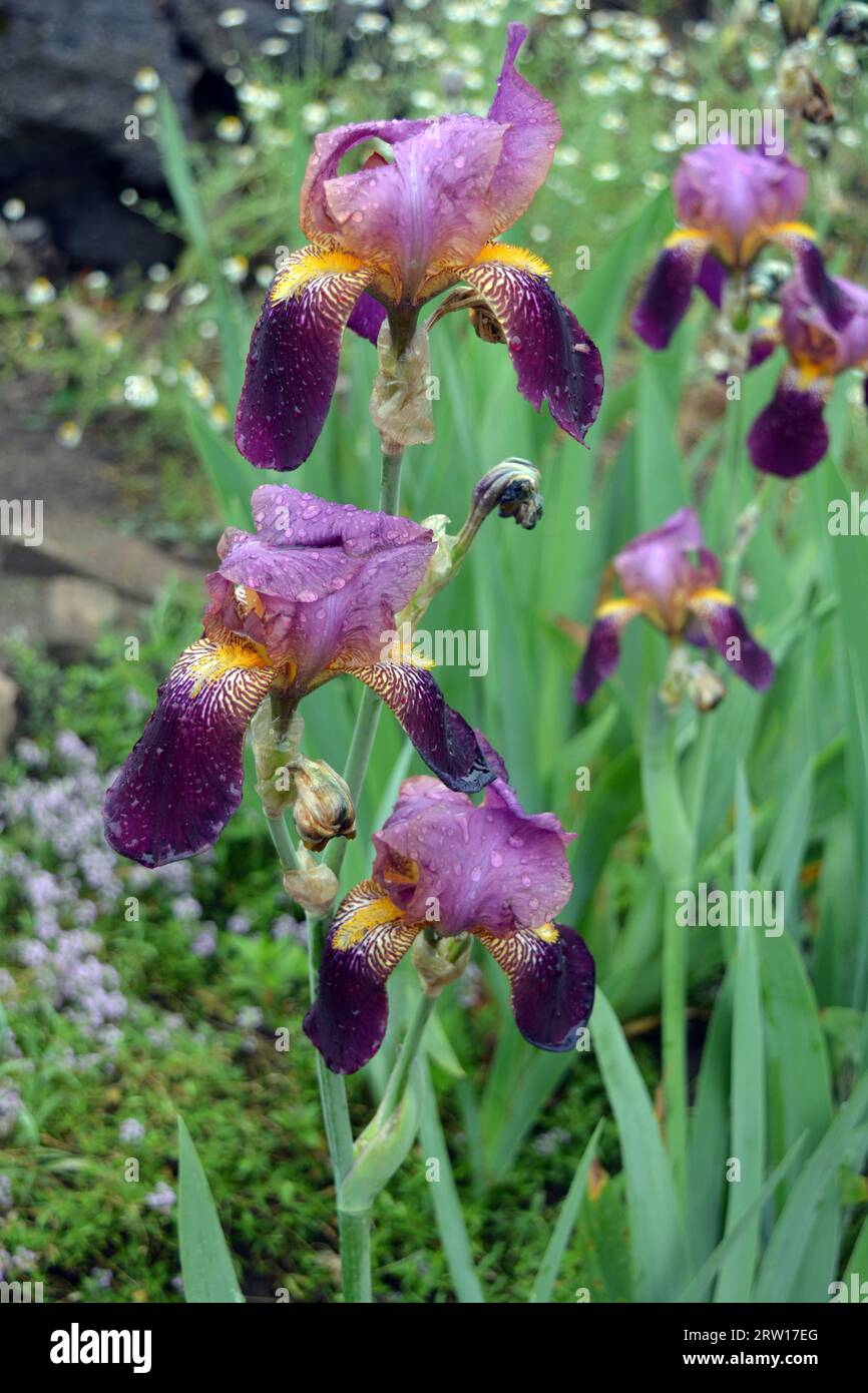 Very bright and colorful, rich street flowers, purple, pink and yellow ...