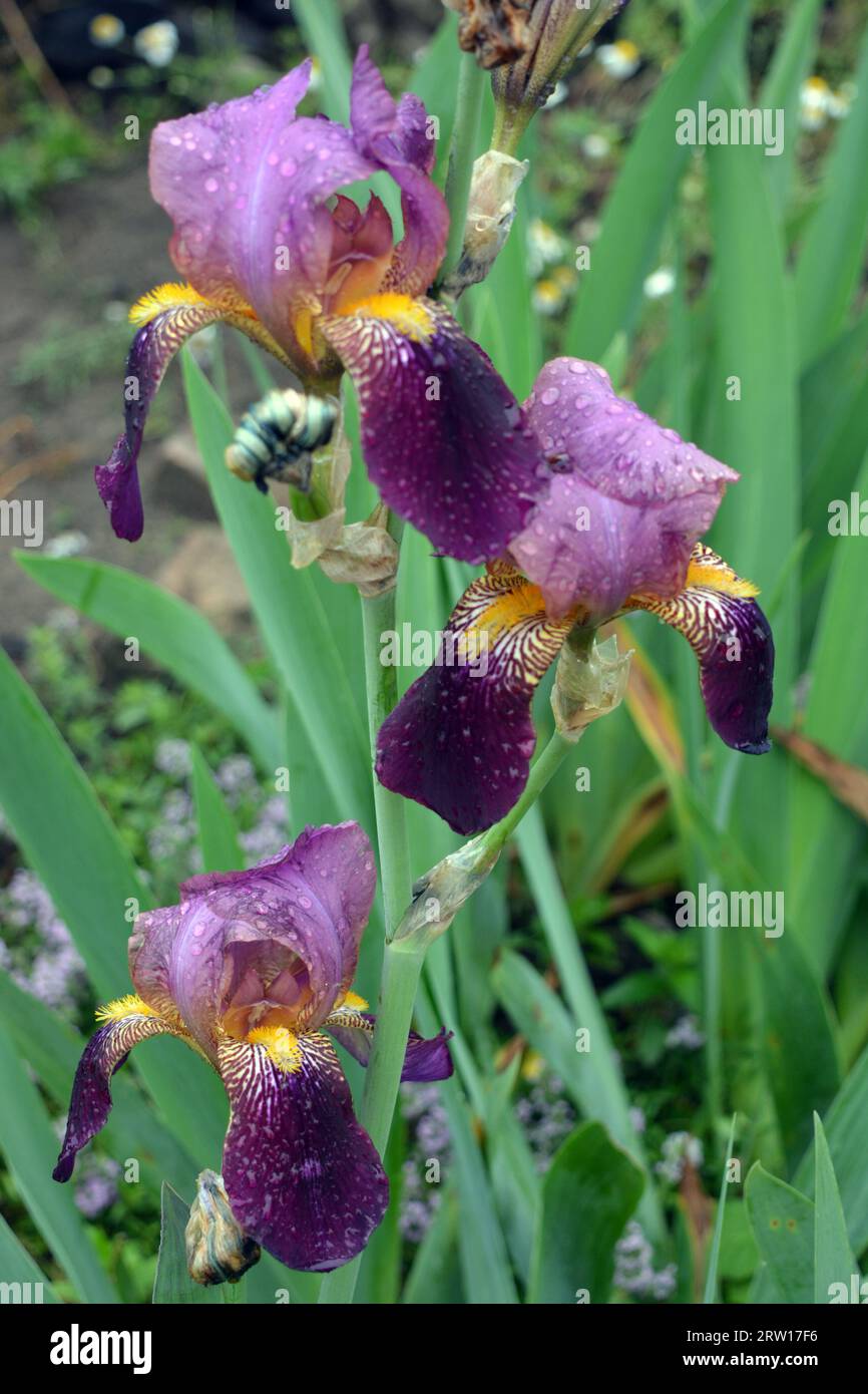 Very bright and colorful, rich street flowers, purple, pink and yellow ...