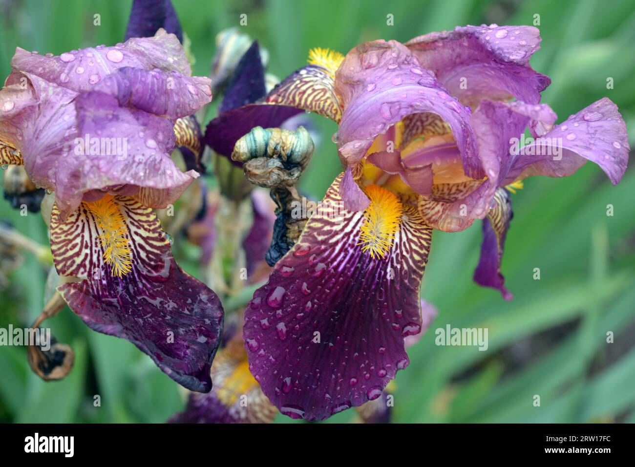 Very bright and colorful, rich street flowers, purple, pink and yellow ...