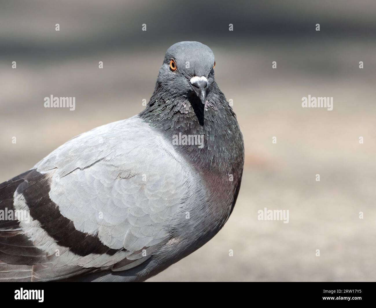 Close-up of a rock pigeon on a blurry background. A rock pigeon is ...