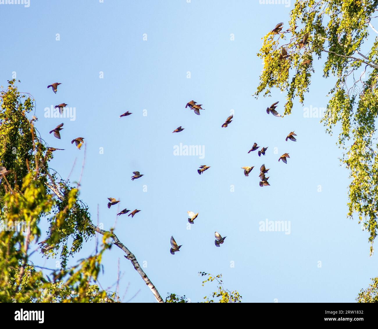 Starlings flying formation blue sky hi-res stock photography and images ...