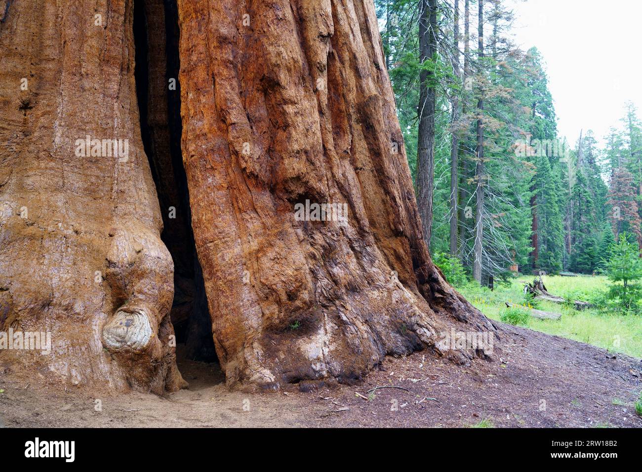 California sequoias branches hi-res stock photography and images - Alamy