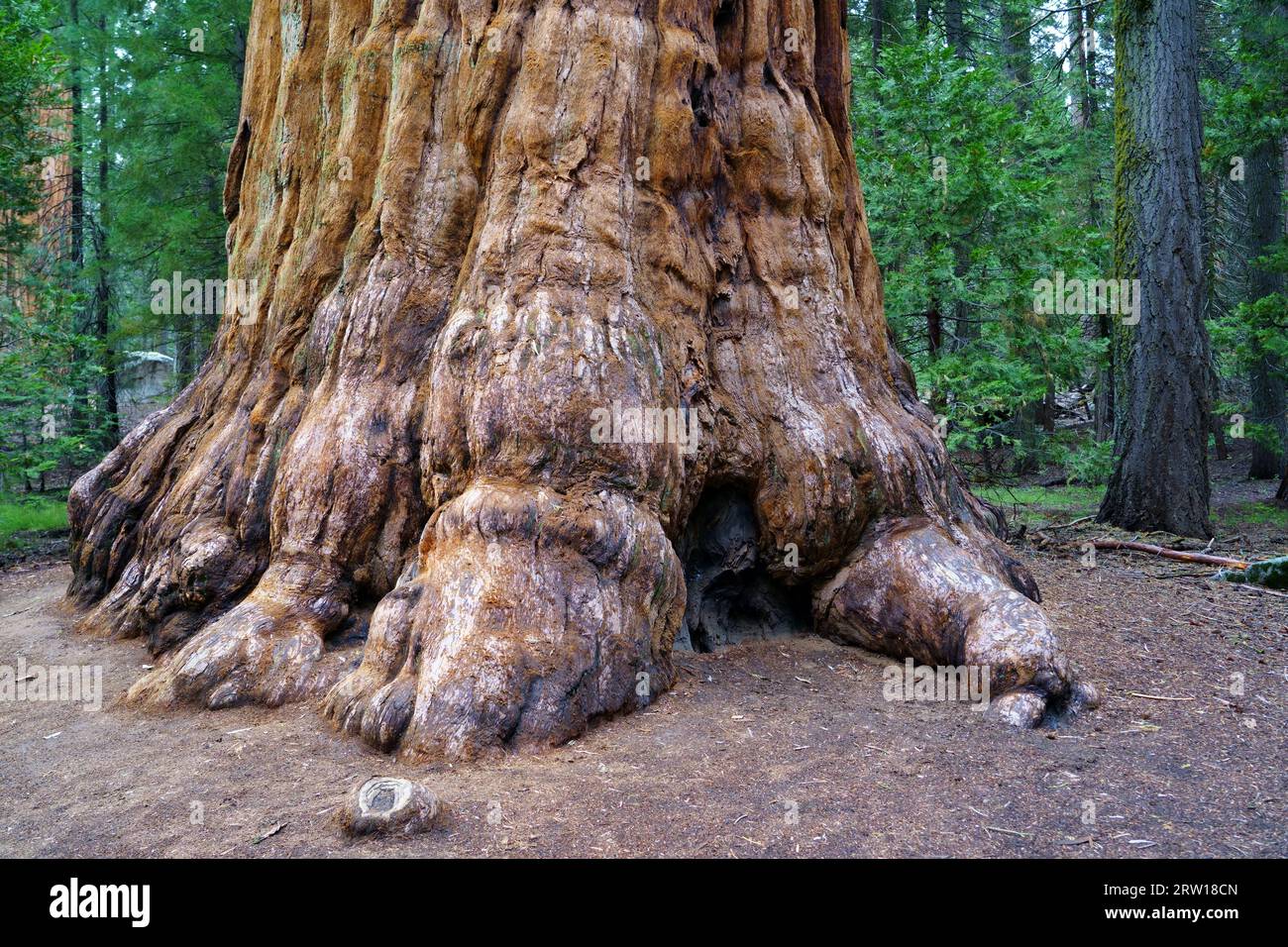 Giant forest hi-res stock photography and images - Alamy