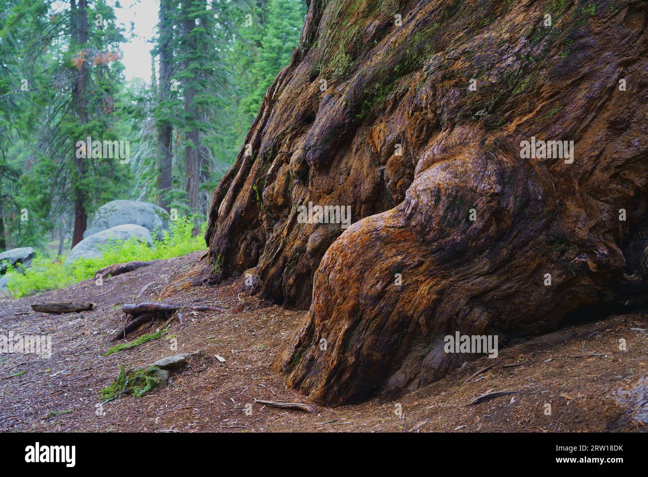Big trees sequoiadendron giganteum hi-res stock photography and images ...